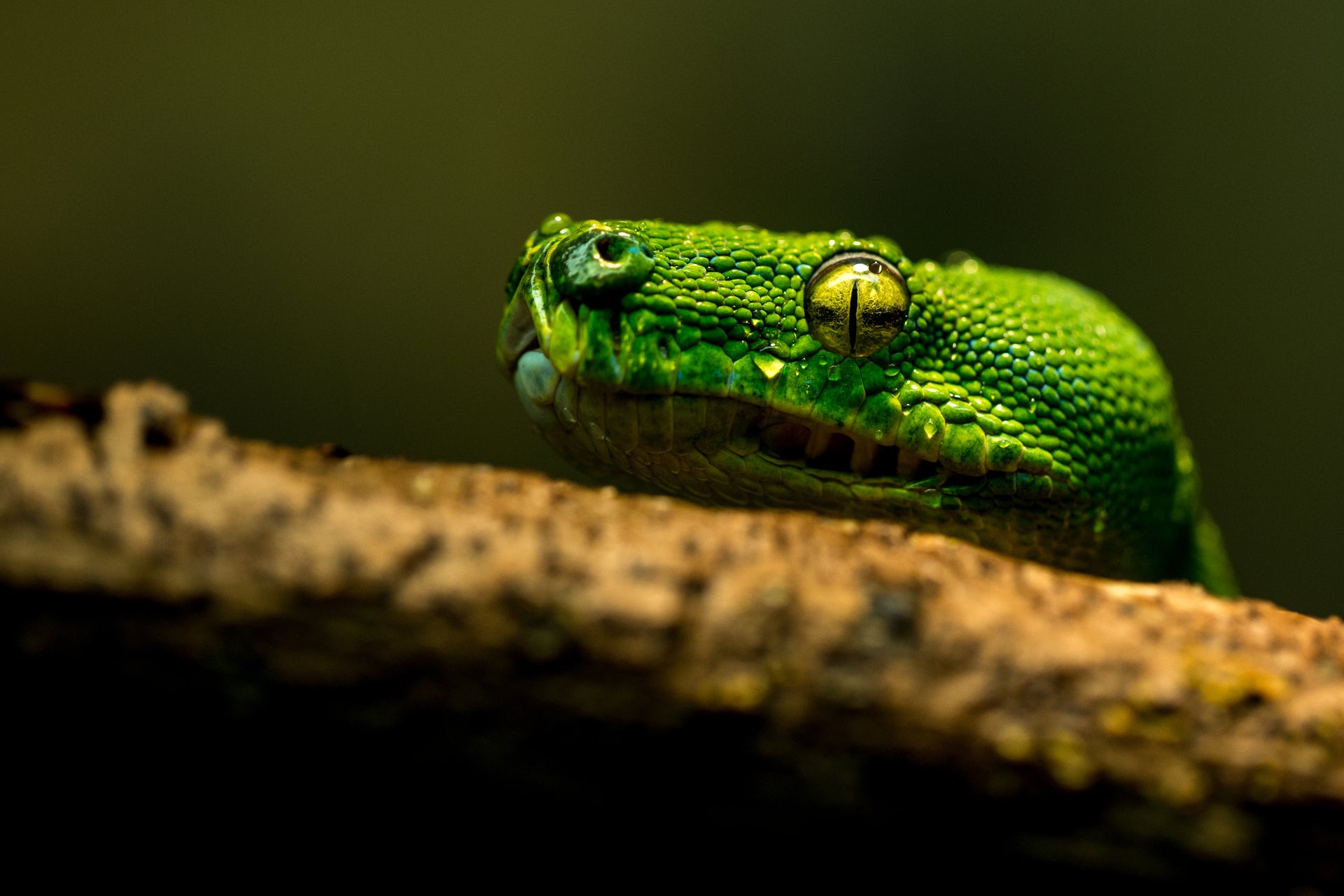 The Reptile Room STL